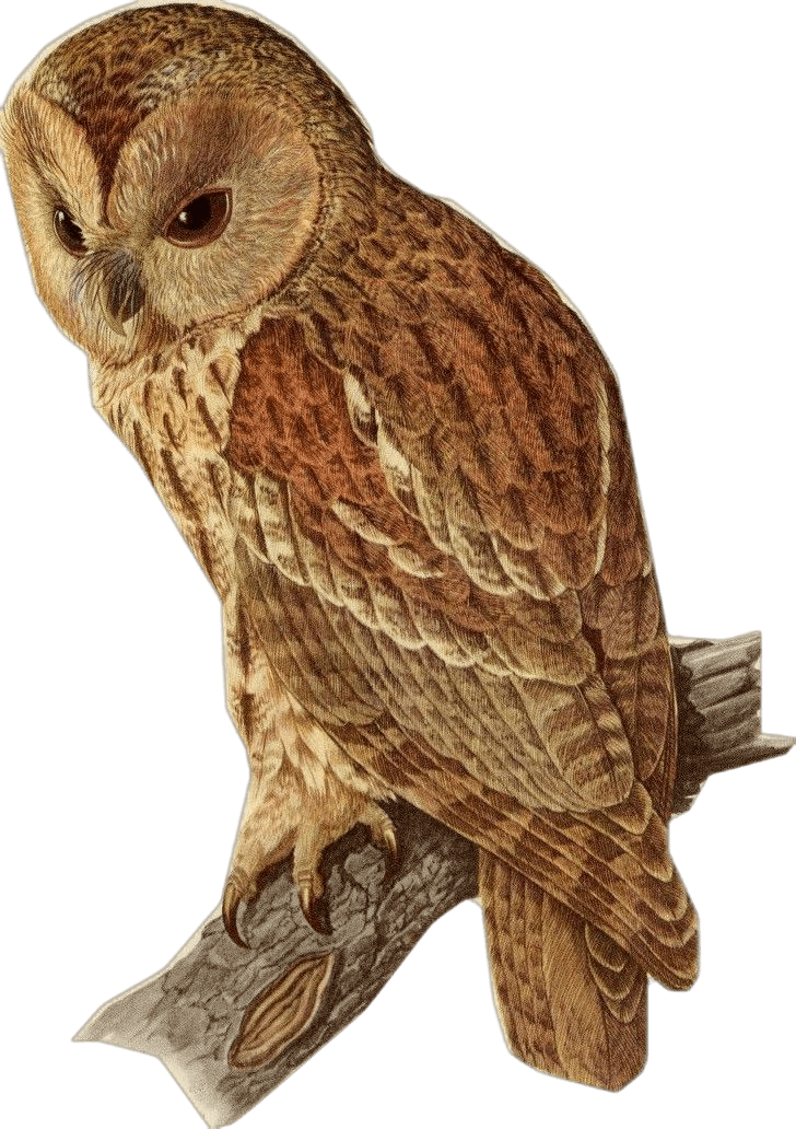 Model Fictional Universe